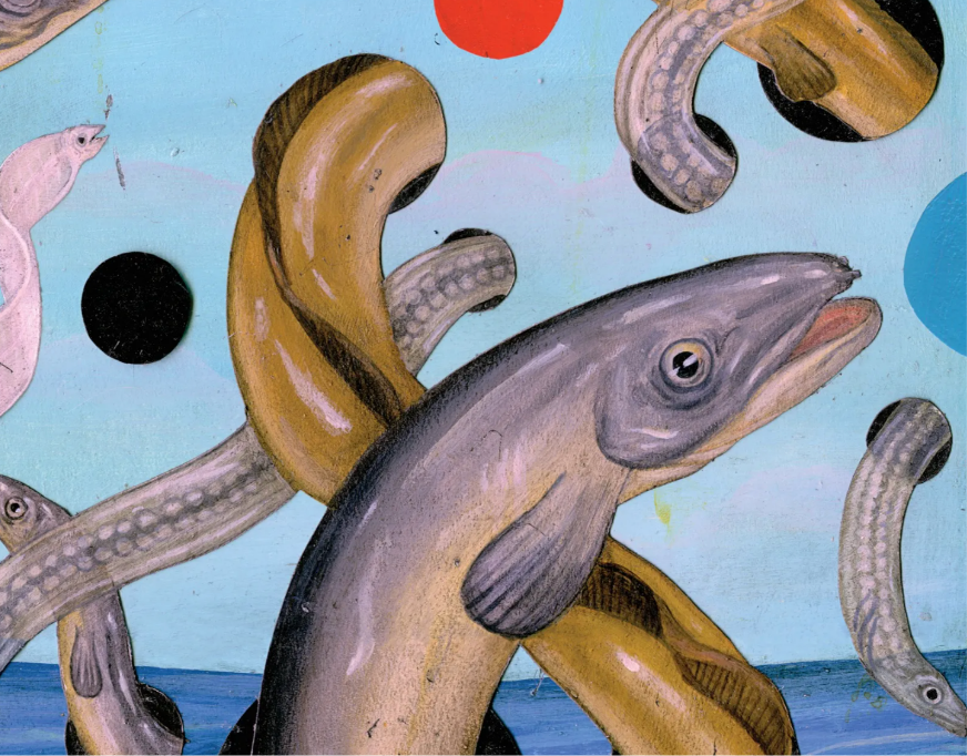 American Unagi | Where Do Eels Come From?
